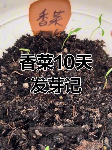 怎样种香菜出得好又快_香菜几天发芽-第1张图片-山城妙识