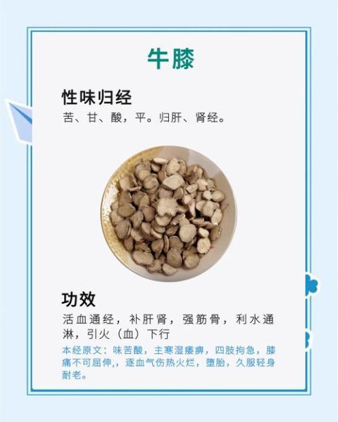 牛膝圆的功效与作用_牛膝圆怎么吃才正确-第2张图片-山城妙识 牛膝圆的功效与作用_牛膝圆怎么吃才正确-第2张图片-山城妙识