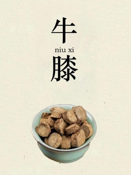 牛膝圆的功效与作用_牛膝圆怎么吃才正确-第3张图片-山城妙识 牛膝圆的功效与作用_牛膝圆怎么吃才正确-第3张图片-山城妙识