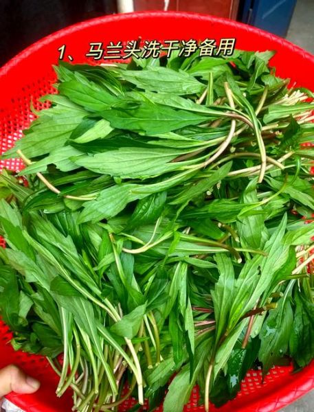 马兰头菜怎么做好吃_马兰头菜图片长什么样-第1张图片-山城妙识 马兰头菜怎么做好吃_马兰头菜图片长什么样-第1张图片-山城妙识