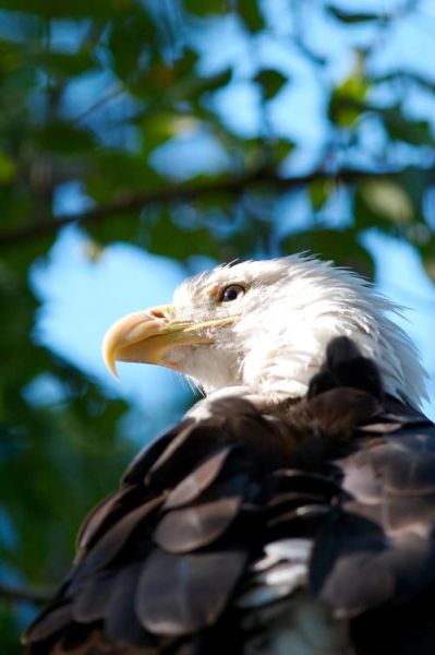 老鹰的拼音怎么写_老鹰拼音声调怎么标-第1张图片-山城妙识