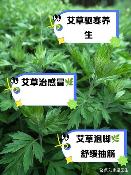 艾叶的功效与作用及禁忌_孕妇能用艾叶泡脚吗-第1张图片-山城妙识