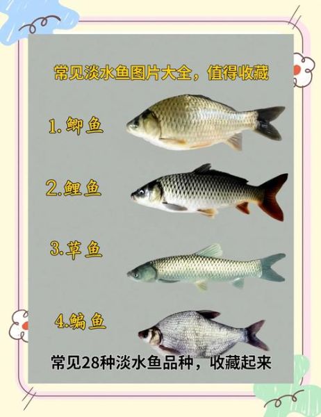 国内淡水鱼品种大全集_哪些鱼适合家庭养殖-第2张图片-山城妙识