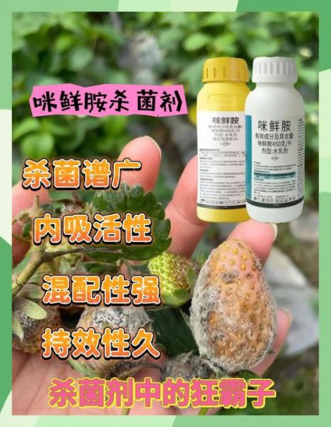咪鲜胺药害怎么补救_咪鲜胺药害症状有哪些-第3张图片-山城妙识