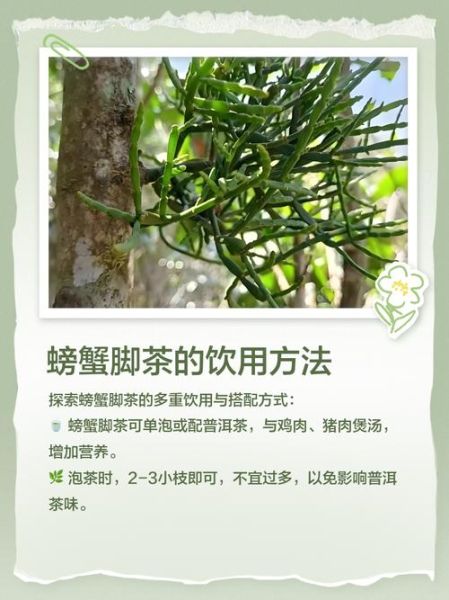 螃蟹脚茶怎么泡_螃蟹脚茶冲泡方法-第1张图片-山城妙识