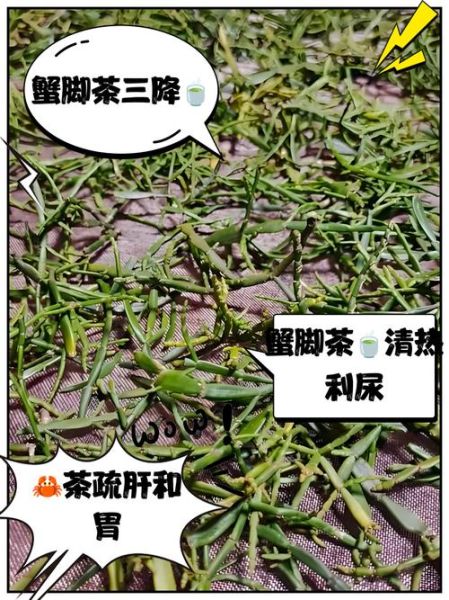 螃蟹脚茶怎么泡_螃蟹脚茶冲泡方法-第2张图片-山城妙识