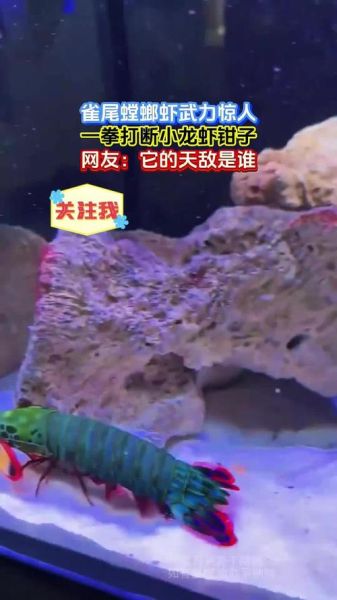 雀尾螳螂虾的天敌有哪些_它们如何捕食雀尾螳螂虾-第2张图片-山城妙识