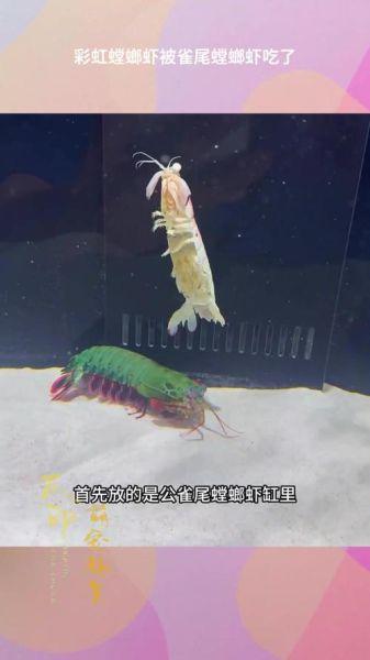 雀尾螳螂虾的天敌有哪些_它们如何捕食雀尾螳螂虾-第3张图片-山城妙识