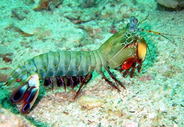 雀尾螳螂虾的天敌有哪些_它们如何捕食雀尾螳螂虾-第1张图片-山城妙识