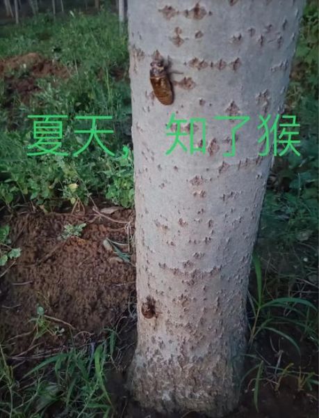 幼蝉猴的营养价值_幼蝉猴吃了有什么好处-第1张图片-山城妙识 幼蝉猴的营养价值_幼蝉猴吃了有什么好处-第1张图片-山城妙识