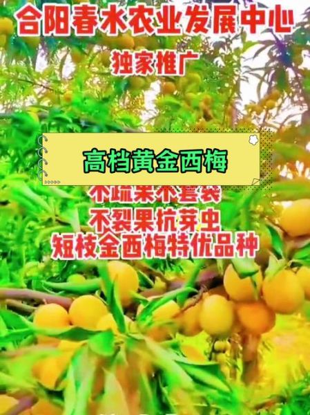 金西梅是什么水果_金西梅图片怎么分辨真假-第3张图片-山城妙识