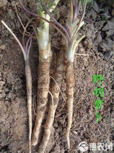 山胡萝卜图片_如何辨别真假山胡萝卜-第3张图片-山城妙识 山胡萝卜图片_如何辨别真假山胡萝卜-第3张图片-山城妙识