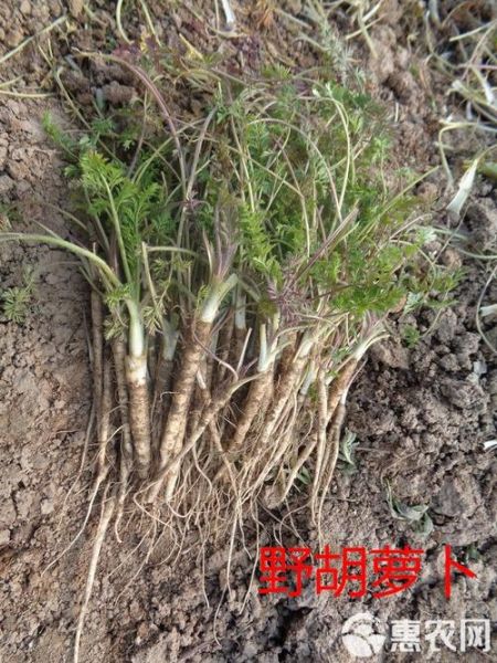 山胡萝卜图片_如何辨别真假山胡萝卜-第1张图片-山城妙识 山胡萝卜图片_如何辨别真假山胡萝卜-第1张图片-山城妙识