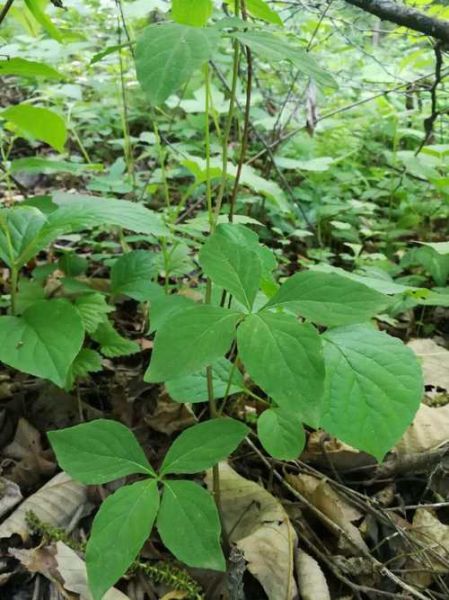 山胡萝卜图片_如何辨别真假山胡萝卜-第2张图片-山城妙识 山胡萝卜图片_如何辨别真假山胡萝卜-第2张图片-山城妙识