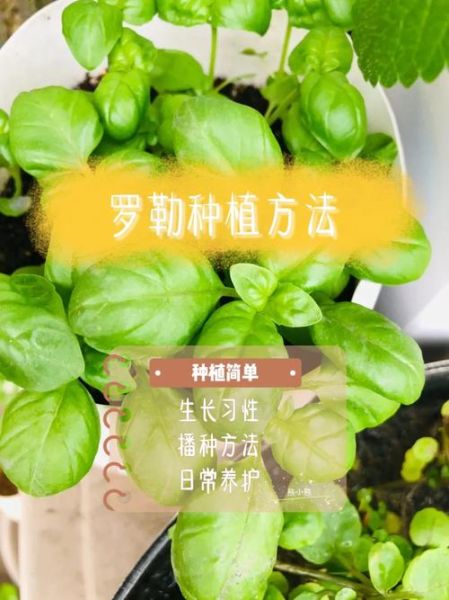 罗勒种子怎么催芽_罗勒种子催芽方法-第1张图片-山城妙识 罗勒种子怎么催芽_罗勒种子催芽方法-第1张图片-山城妙识