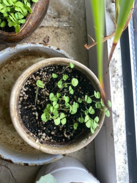 罗勒种子怎么催芽_罗勒种子催芽方法-第2张图片-山城妙识 罗勒种子怎么催芽_罗勒种子催芽方法-第2张图片-山城妙识