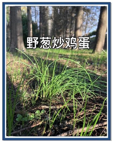 野葱的功效与作用有哪些_野葱怎么吃最健康-第2张图片-山城妙识