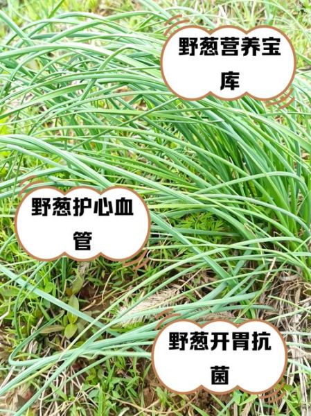 野葱的功效与作用有哪些_野葱怎么吃最健康-第3张图片-山城妙识