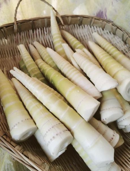 鲜竹笋怎么做好吃_鲜竹笋怎么吃法大全视频-第3张图片-山城妙识