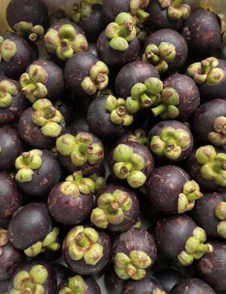 山竹图片大全_如何挑选成熟山竹-第2张图片-山城妙识