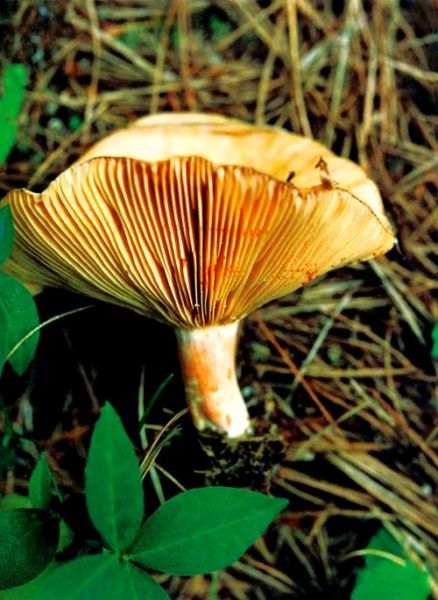 松乳菇有毒吗_如何区分松乳菇与毒红菇-第2张图片-山城妙识 松乳菇有毒吗_如何区分松乳菇与毒红菇-第2张图片-山城妙识