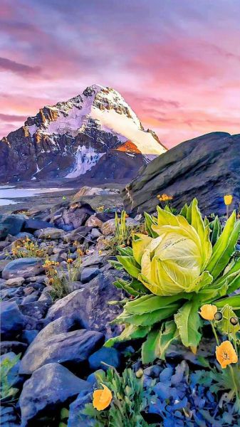 藏雪莲花图片高清_藏雪莲花长什么样-第2张图片-山城妙识 藏雪莲花图片高清_藏雪莲花长什么样-第2张图片-山城妙识