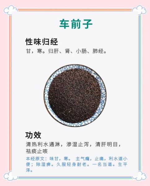 车前子能长期泡水喝吗_车前子的功效与作用禁忌-第1张图片-山城妙识