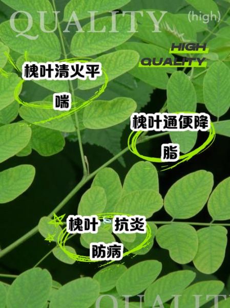 槐树叶泡水喝的功效_槐树叶泡水喝的禁忌-第1张图片-山城妙识