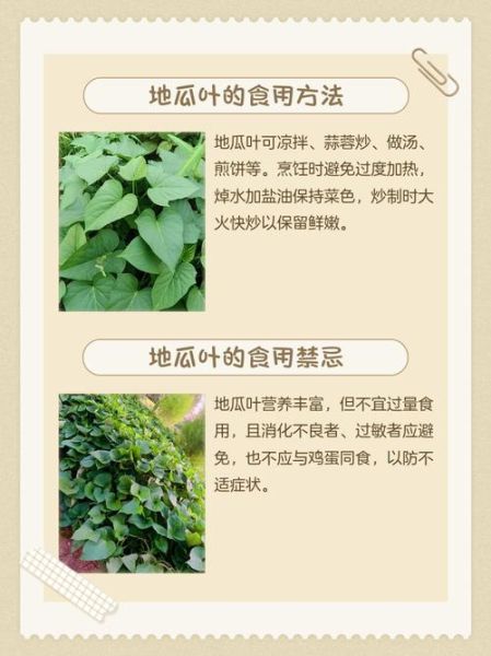 地瓜叶的功效与作用_地瓜叶怎么吃-第2张图片-山城妙识 地瓜叶的功效与作用_地瓜叶怎么吃-第2张图片-山城妙识
