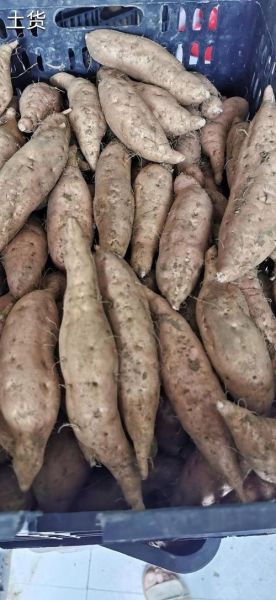 贵州地瓜图片大全_贵州地瓜品种有哪些-第3张图片-山城妙识 贵州地瓜图片大全_贵州地瓜品种有哪些-第3张图片-山城妙识