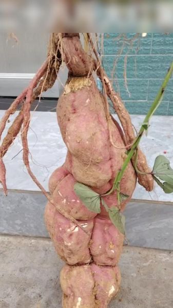 贵州地瓜图片大全_贵州地瓜品种有哪些-第1张图片-山城妙识 贵州地瓜图片大全_贵州地瓜品种有哪些-第1张图片-山城妙识