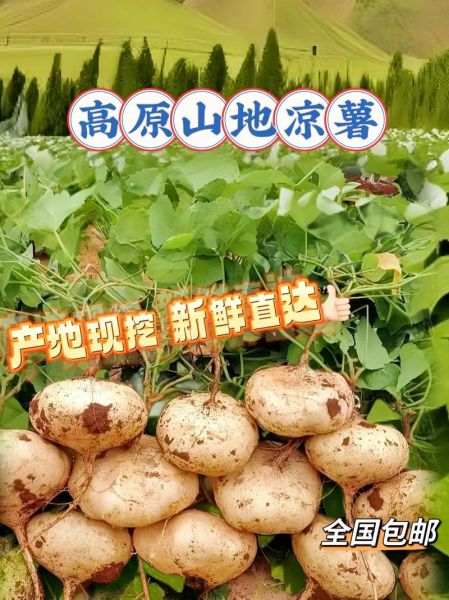 贵州地瓜图片大全_贵州地瓜品种有哪些-第2张图片-山城妙识 贵州地瓜图片大全_贵州地瓜品种有哪些-第2张图片-山城妙识