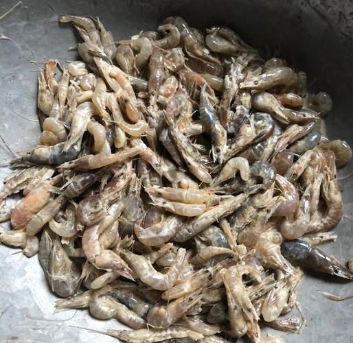 干炸河虾怎么做好吃窍门_干炸河虾酥脆不腥的秘诀-第2张图片-山城妙识