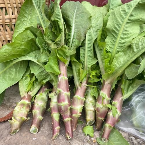 莴笋长什么样_莴笋外形特征-第1张图片-山城妙识 莴笋长什么样_莴笋外形特征-第1张图片-山城妙识