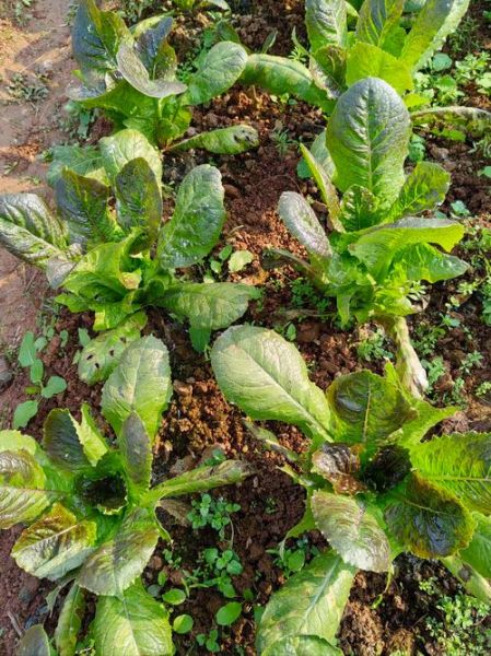 莴笋长什么样_莴笋外形特征-第2张图片-山城妙识 莴笋长什么样_莴笋外形特征-第2张图片-山城妙识