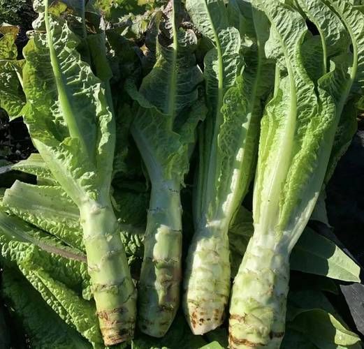 莴笋长什么样_莴笋外形特征-第3张图片-山城妙识 莴笋长什么样_莴笋外形特征-第3张图片-山城妙识