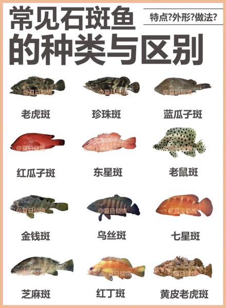石斑鱼种类图片大全_如何区分常见石斑鱼-第1张图片-山城妙识