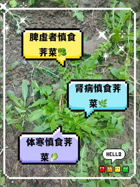 荠菜什么人不能吃_荠菜禁忌人群有哪些-第2张图片-山城妙识