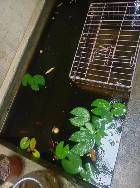 胡子鲶鱼怎么做好吃_胡子鲶鱼的家常做法-第2张图片-山城妙识 胡子鲶鱼怎么做好吃_胡子鲶鱼的家常做法-第2张图片-山城妙识