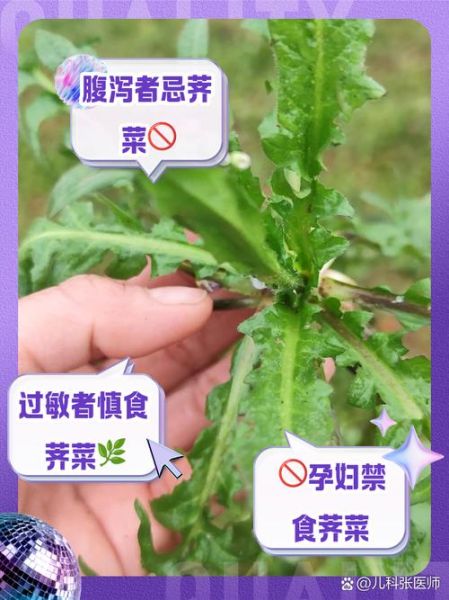 荠菜什么人不能吃_荠菜禁忌人群有哪些-第3张图片-山城妙识