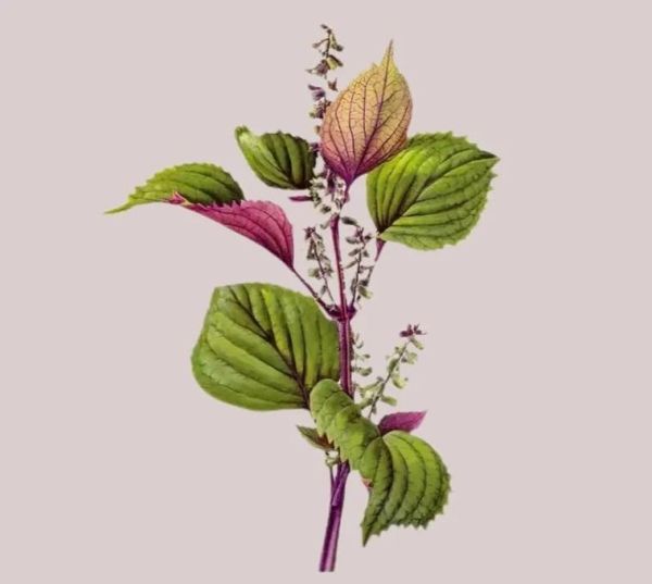 紫苏子长什么样_紫苏子植物图片怎么识别-第3张图片-山城妙识