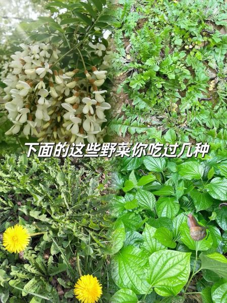 野菜图片大全_哪些野菜可以吃-第1张图片-山城妙识