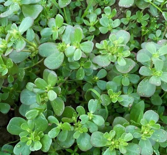 野菜图片大全_哪些野菜可以吃-第2张图片-山城妙识