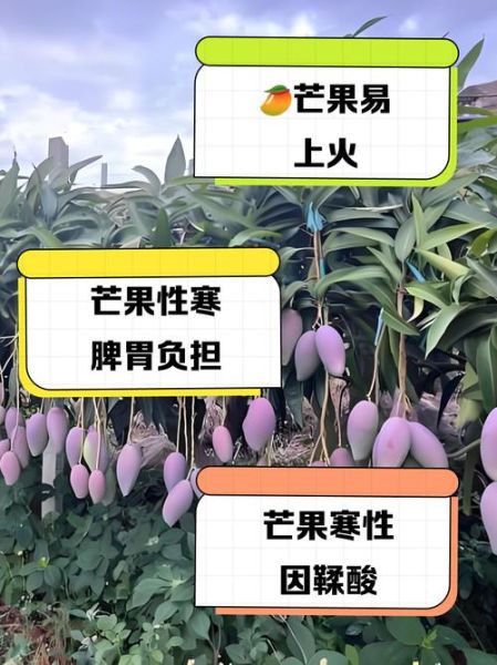 芒果是热性还是凉性_吃芒果会上火吗-第3张图片-山城妙识 芒果是热性还是凉性_吃芒果会上火吗-第3张图片-山城妙识