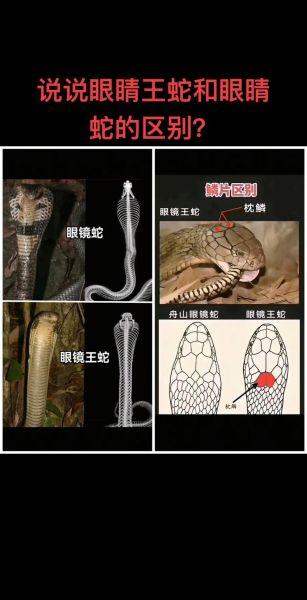 大王蛇和眼镜王蛇谁厉害_毒性对比与实战分析-第1张图片-山城妙识