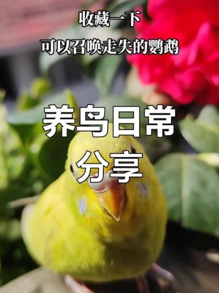 虎皮鹦鹉叫声代表什么_虎皮鹦鹉一直叫怎么办-第1张图片-山城妙识