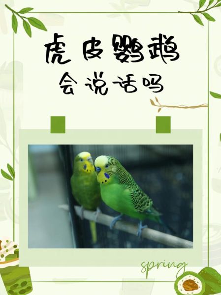 虎皮鹦鹉叫声代表什么_虎皮鹦鹉一直叫怎么办-第3张图片-山城妙识