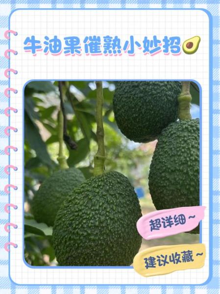牛油果怎么催熟最快_最快催熟牛油果的方法-第2张图片-山城妙识