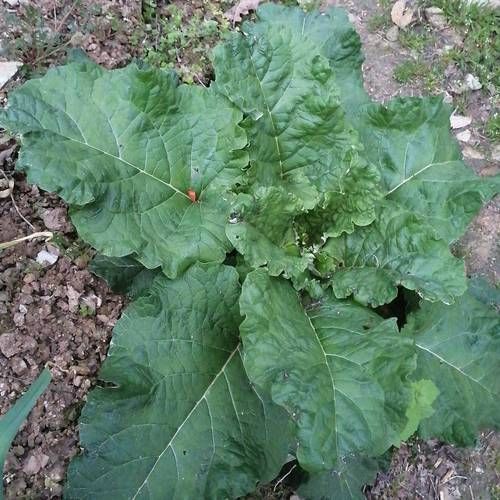 牛蒡在农村叫什么_农村土名大全-第1张图片-山城妙识