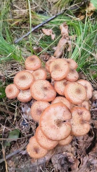 东北榛蘑图片_东北榛蘑长什么样-第1张图片-山城妙识